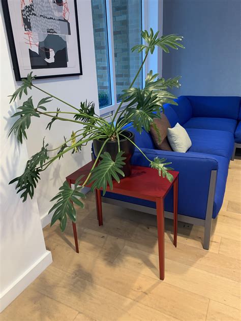 Propagating Sugar Cane Does Propagated Canes Have Same