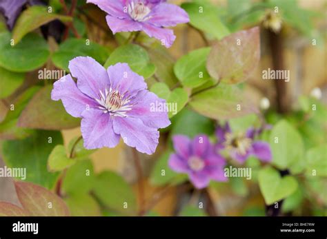 Clematis (Clematis Ashva Stock Photo - Alamy