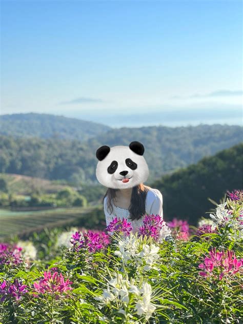 รูป สวนดอกไม้ป้างฮวา