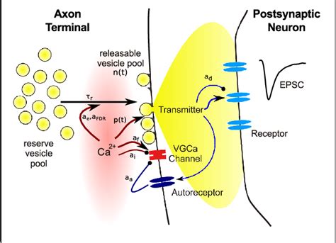 Figure 1 From Computational Neuroscience Review Article Theoretical Models Of Synaptic Short