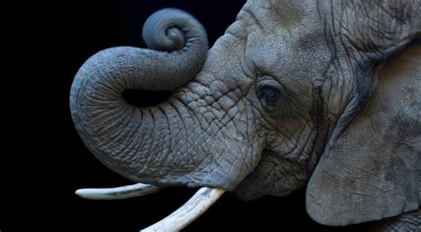 Ppython：php 拥抱 Python 的利器 Linuxstory
