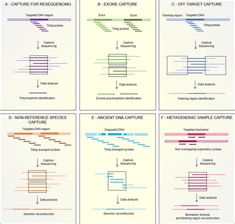 Applications Of Hybridization Capture A Capture For Resequencing
