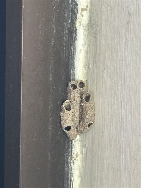 Anyone Knows What Bug Makes These Nests Rwhatsthisbug