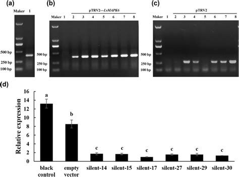 Construction Of Ptrv2‐lsmapk6 And Verification Of Trv Infection A