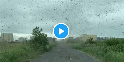 VIDEO Tornadă de țânțari formată din cauza caniculei