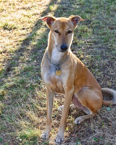 Can You Leave A Cavapoo Alone