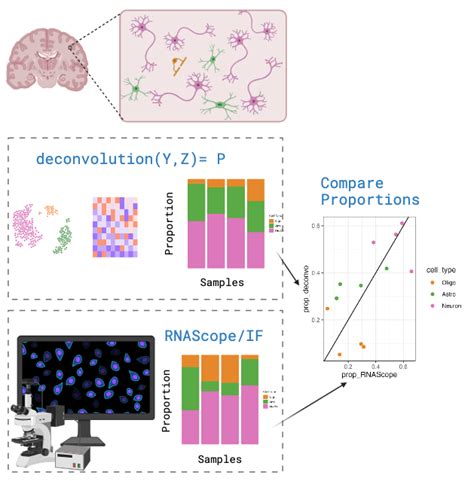 Deconvolution Benchmark In Human Dlpfc • Deconvobuddies