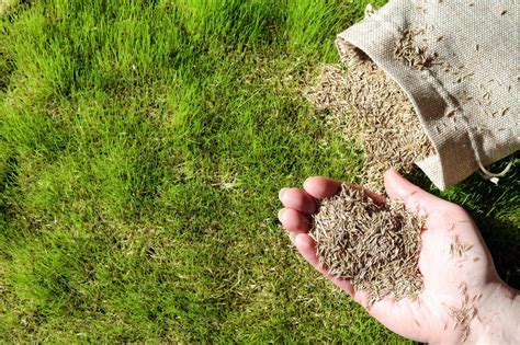 Best Time To Plant Grass Seed Natures Seed Guide To All Things Grass
