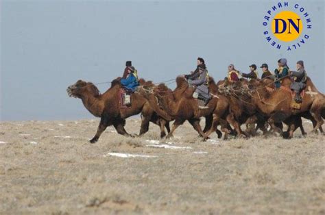 “Түмэн тэмээний баяр” ирэх сарын 1 нд эхэлнэ Dnn Mn