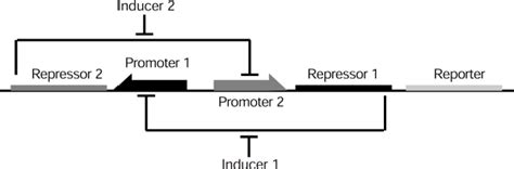 Identifying The Attractors Of Gene Regulatory Networks From Expression