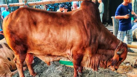 জমজমাট ধোলাইখাল গরুর হাটের বিশাল বড় বড় গরু • Dholaikhal Gorur Hat
