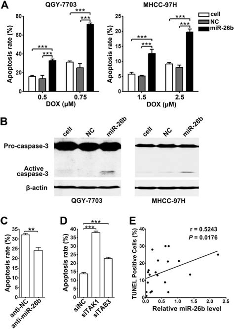 Mir 26b Sensitizes Tumor Cells To The Doxorubicin Induced Apoptosis