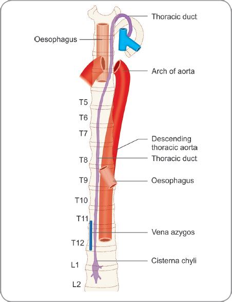Thoracic Duct And Esophagus