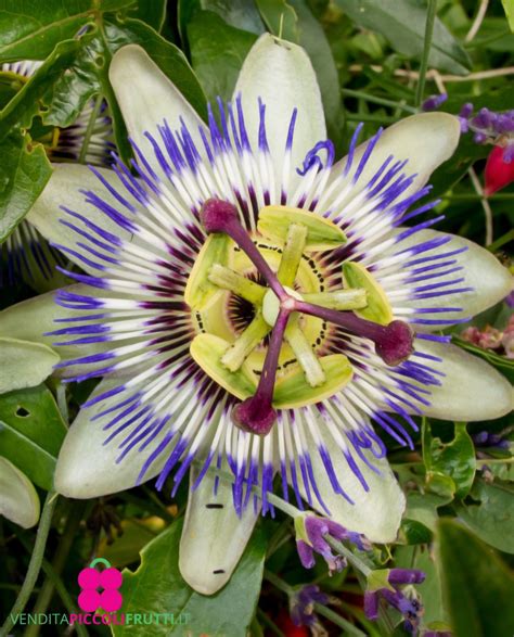 Pianta Del Fiore Della Passione Passiflora Caerulea In Vaso