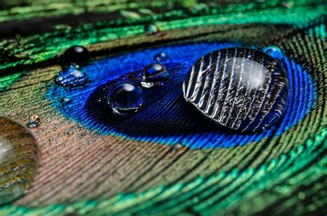 Peacock Feathers Images Free Download On Freepik