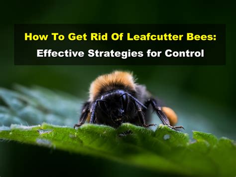 How To Get Rid Of Honey Bees Home Remedies Revealed Easy