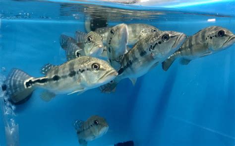 Azul Peacock Bass Cichla Piquiti Predatory Fins