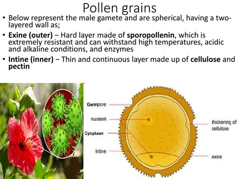 Sexual Reproduction In Flowering Plants Ppt