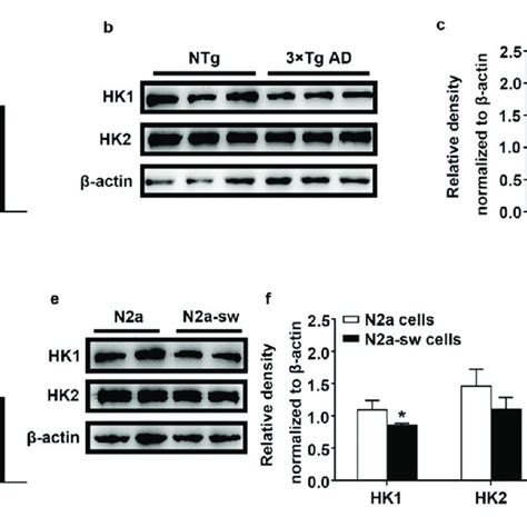 Expression Of Hk1 And Hk2 In Vivo And In Vitro A Transcriptional