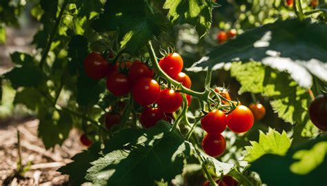 Can Cherry Tomatoes Grow In Shade Explore The Answer Here