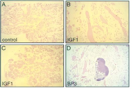 The Magnification Was 50 Fold Histological Analysis Of Mammary Tissue