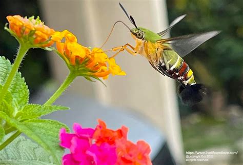 Clearwing Hummingbird Moth Live Life And Love