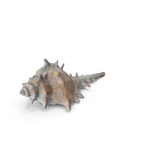 Shell Png Images And Psds For Download Pixelsquid S12278547d
