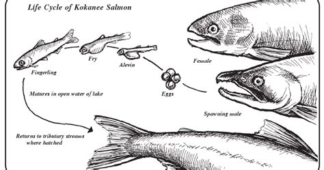 Kokanee Salmon In Lake Sammamish Background Of Kokanee