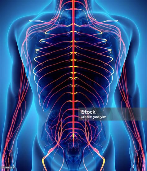3 D 일러스트 숫나사 신경계 0명에 대한 스톡 사진 및 기타 이미지 0명 3차원 형태 Mental Wellbeing