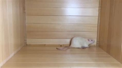 Detectmotion Object Detection Model By Mice