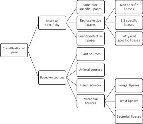 Classification Of Lipases Download Scientific Diagram
