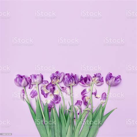 파스텔 배경에 아름다운 튤립 꽃으로 만든 꽃 구성 자연 개념 사랑과 로맨스 테마 최소한의 스타일 맨 위 보기입니다 플랫 레이 개념에 대한 스톡 사진 및 기타 이미지 Istock