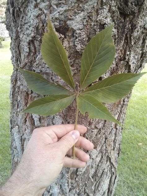Ohio Buckeye Aesculus Glabra The Ufor Nursery And Lab