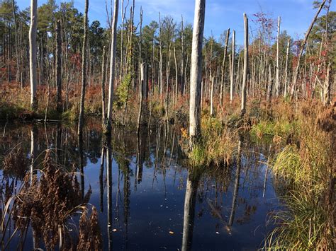 Biological Resource And Habitat Monitoring Services Ecs