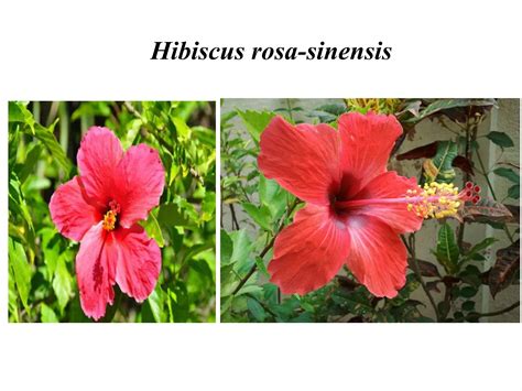 Angiosperm Taxonomy Ppt