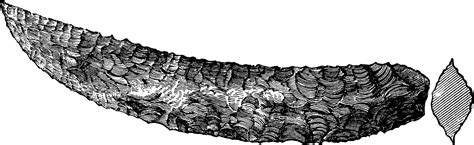 Neolithic Flint Knife Vintage Illustration 13514471 Vector Art At