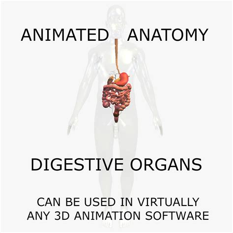 3d 해부학 모델 인간 애니메이션 소화 기관 및 투명 간 기관 3d 모델 10 C4d Fbx Free3d