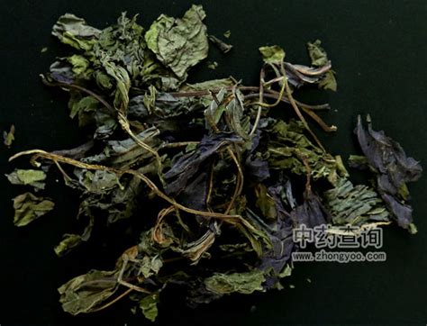 紫苏叶图片 中药图谱