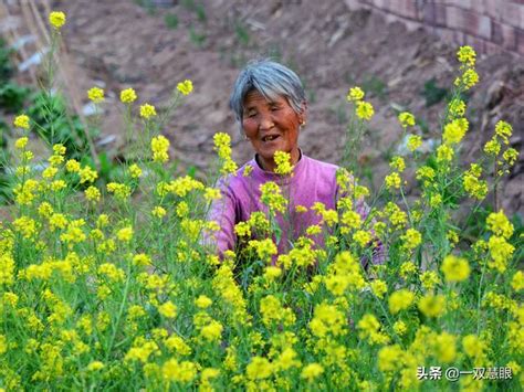 年近八旬老夫妻自己种菜开车去卖菜，奶奶在芥菜花前拍照特别羞涩 每日头条