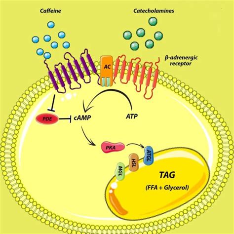 Schematic Design Of Catecholamines And Caffeine Activity In Adipocytes Download Scientific