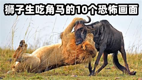 狮子生吃角马的10个恐怖画面，直接咬破生殖器，痛不欲生 Youtube