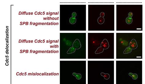 How Disease Classifications Work In Modern Medicine