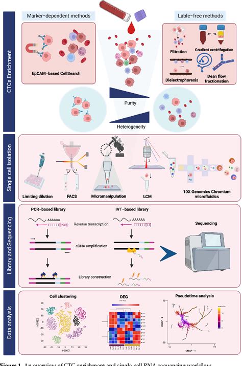 Figure 1 From Deciphering The Biology Of Circulating Tumor Cells Through Single Cell Rna