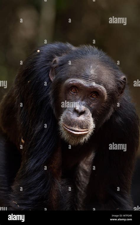 Western Chimpazee Pan Troglodytes Verus Young Male Peley Aged 12