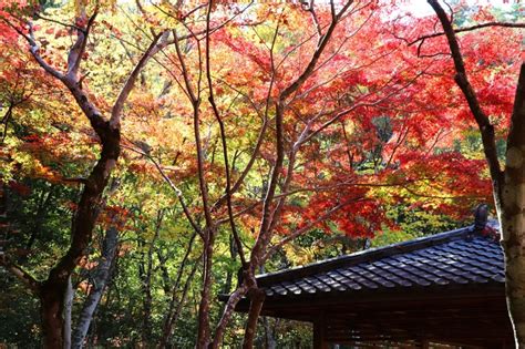 兵衛の紅葉だより2021 2通目お知らせ有馬温泉の老舗旅館 兵衛向陽閣公式