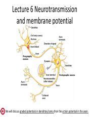 Lecture 6 Neurotransmission II Pdf Lecture 6 Neurotransmission And