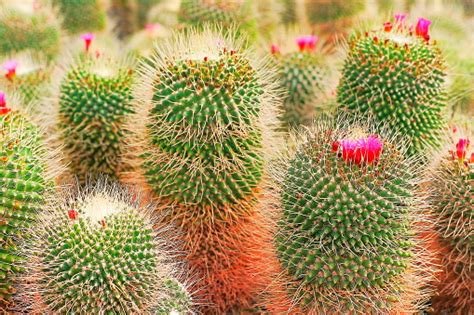자연에서 선인장과 Succulent 식물 아름다움 꽃사막 조 경에서 녹색 무성 한 단풍 정원 핑크 전북 꽃과 선인장 0명에 대한