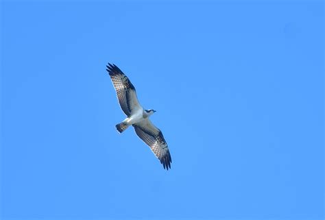 ミサゴ kiyo爺の鳥撮り