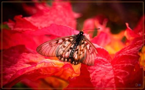 50 Butterfly Species In Australia Insectic