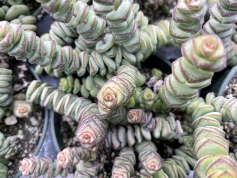 Crassula Rupestris Subsp Marnieriana Bunchberry Nurseries